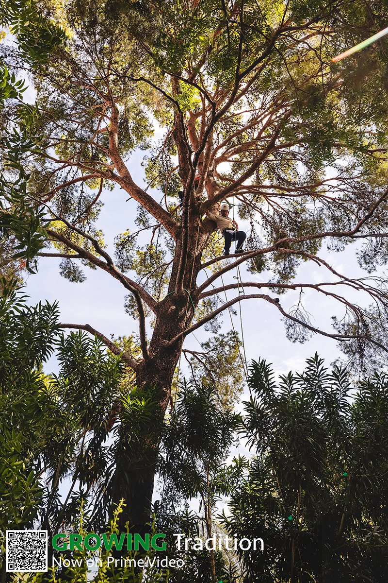 GROWING TRADITION – DAVIS DE DIOS MEDIA